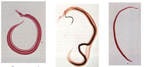 Cacing pipih yang hidup bebas di alam bebas adalah....