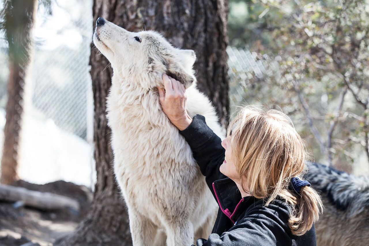 White Wolf : Combat Veterans and Rescued Wolves Heal Each Other From PTSD