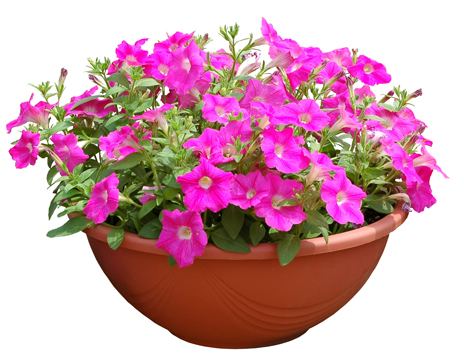 3D rijantara: Bunga - (.psd photoshop)