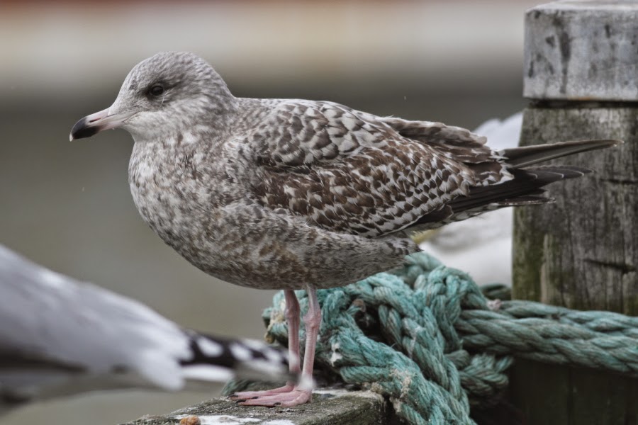 GullDK: First winter argentatus Herring Gull with pink bill and black ...