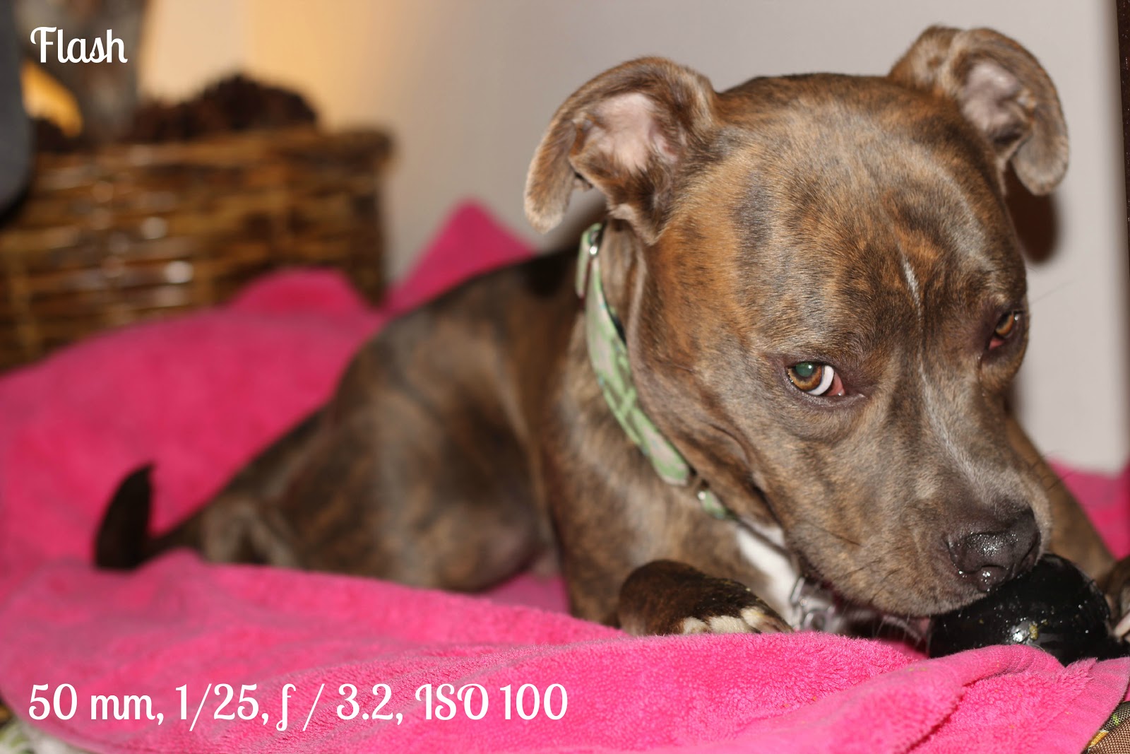 Pitlandia: Dog Photography: Shooting Indoors and in Low-Light