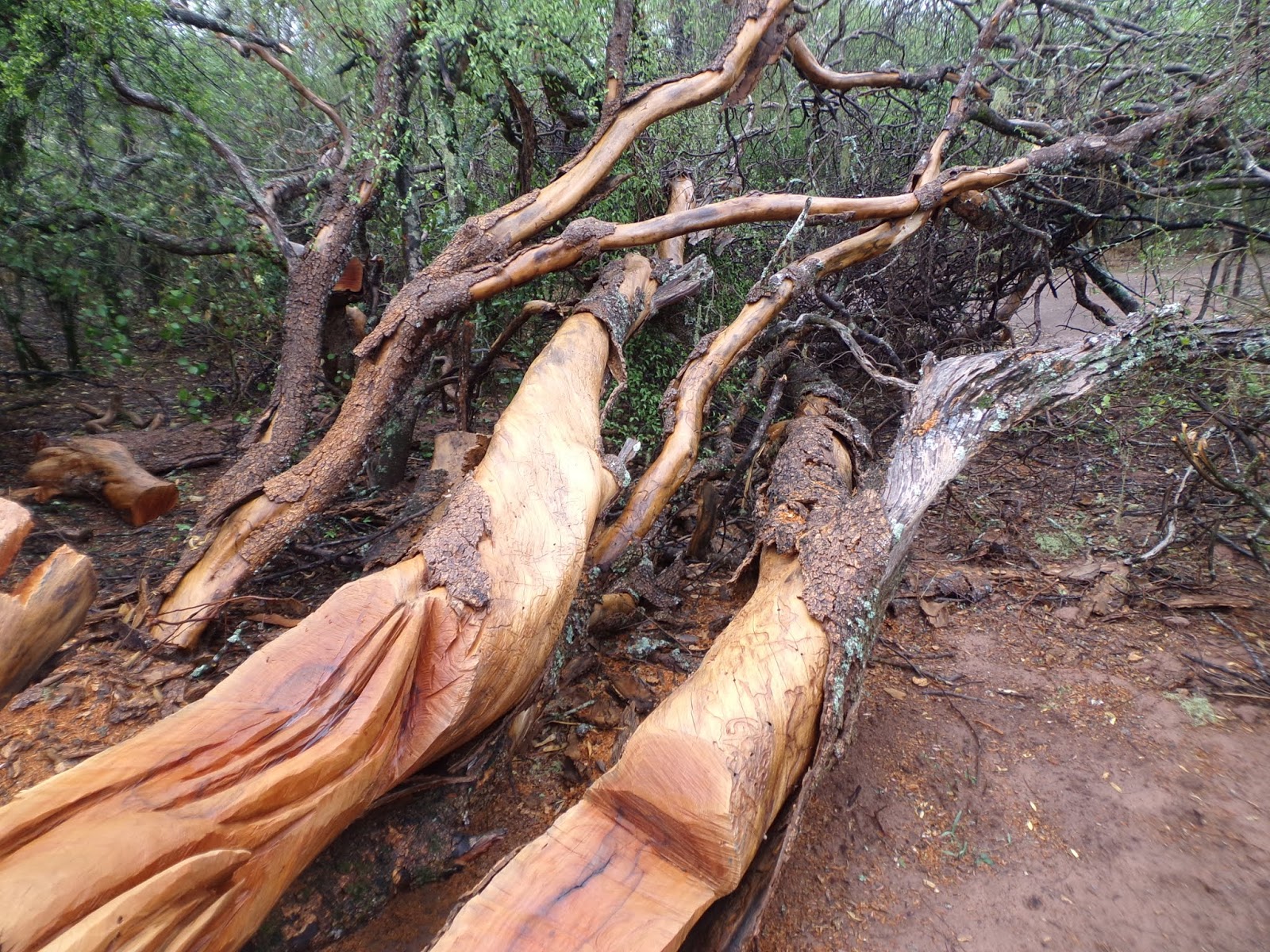 historias con pueblos: TALLADO SOBRE QUEBRACHO BLANCO EN EL PARQUE ...