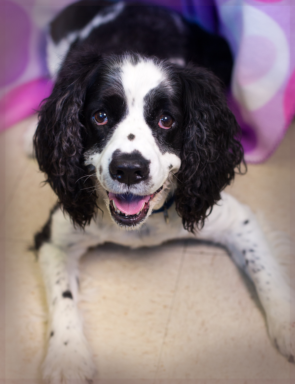 Shelter Dogs of Portland: " LADY " TALL "Cocker Spaniel" (maybe ...