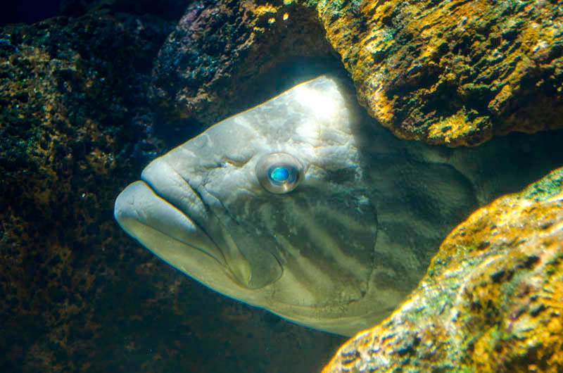 The Wayward Hawaiian: Broomtail Grouper, Mycteroperca xenarcha