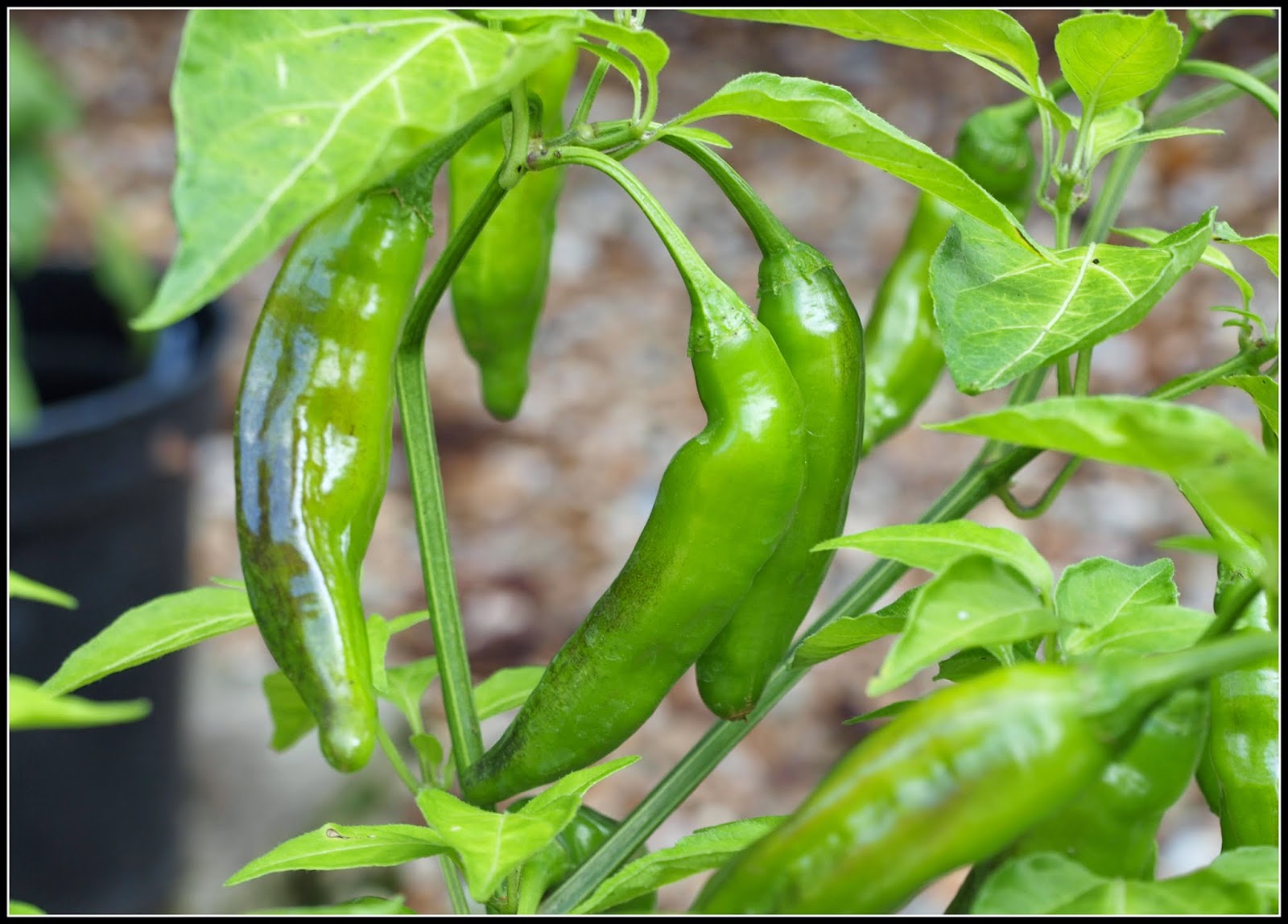 Mark's Veg Plot: Harvesting chillis