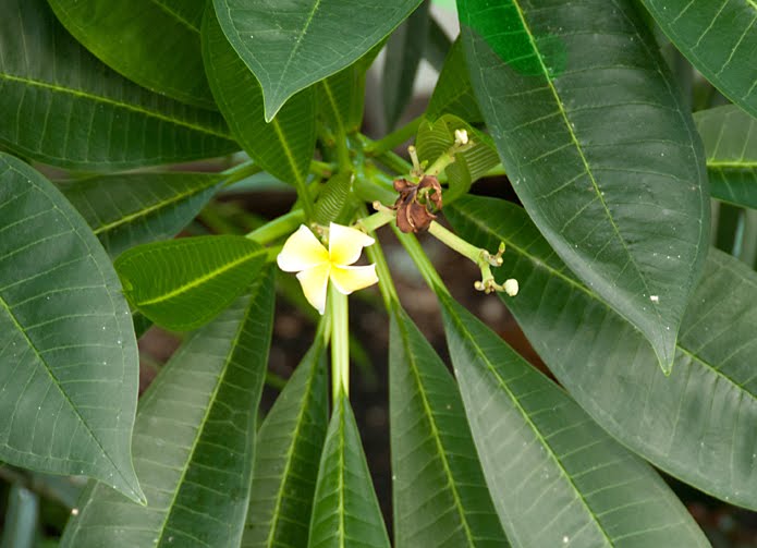 Pacific Science Center Life Sciences: A Butterfly’s-Eye View