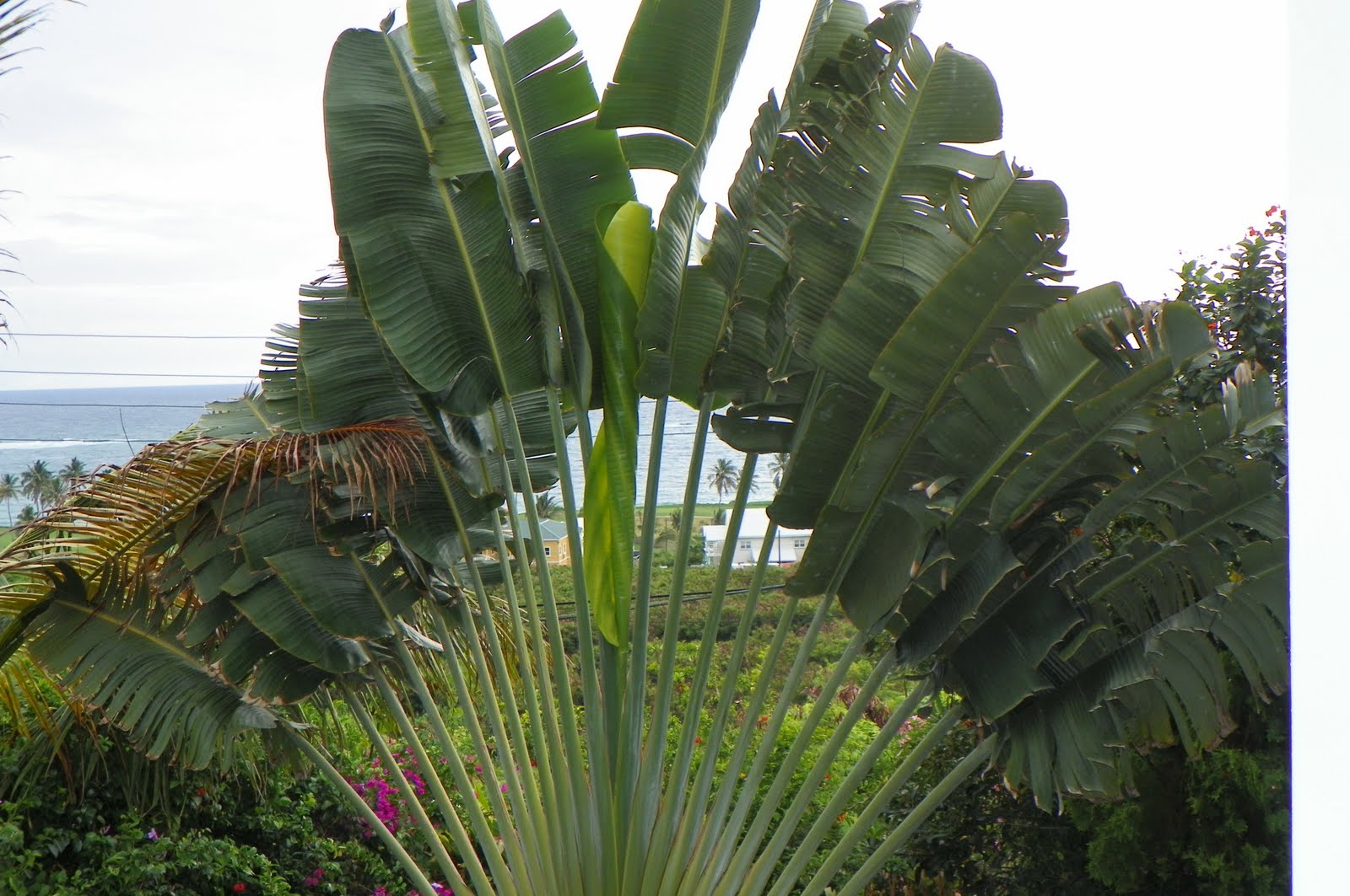 ISLES of the SEA: COCONUT TREE & FAN PALM