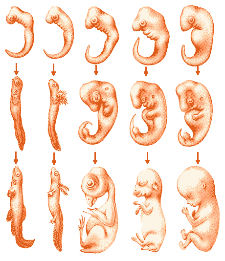 Pseudo-Mew: Mew au final, il ressemble à quoi