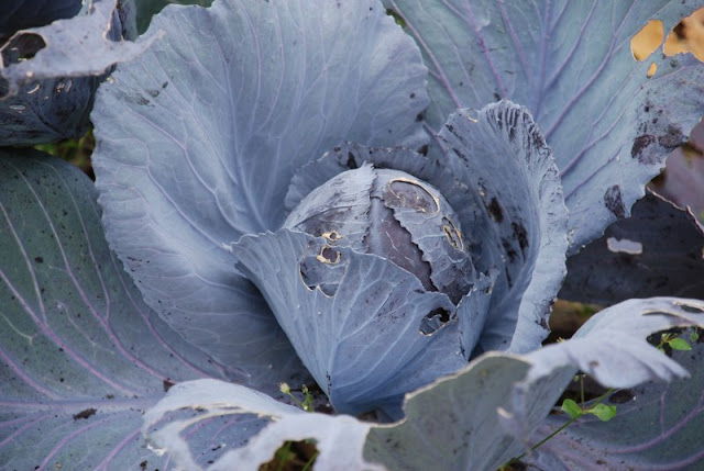 I GAS DELLA SPEZIA: paolo nardi