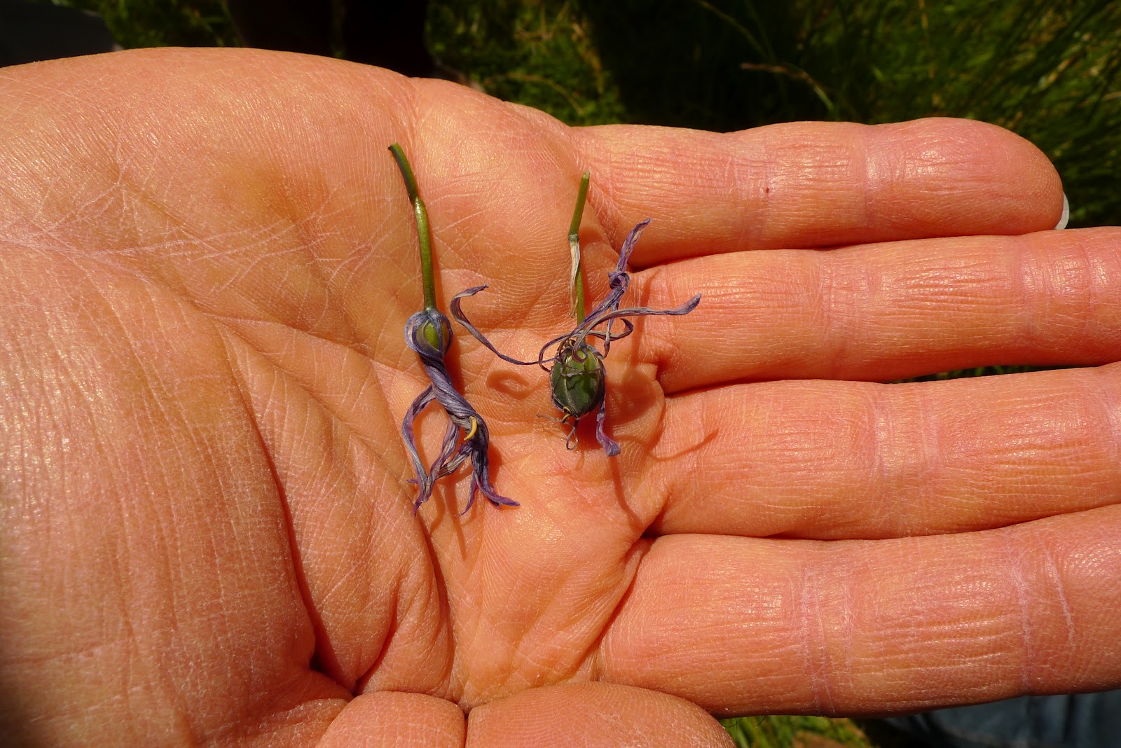 Wild Harvests: May 2012