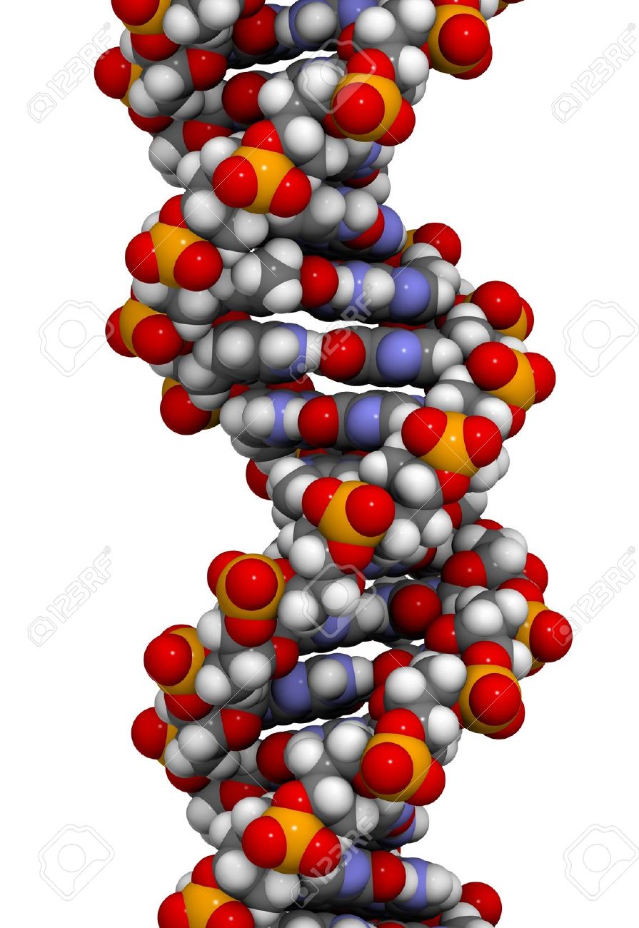 Acta Scientiarium Biologica: BIOLOGÍA MOLECULAR : ESTRUCTURA DEL ADN