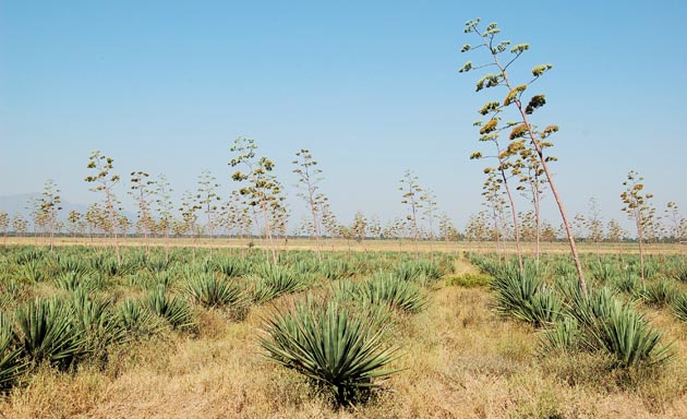 Tanzania Sisal board calls for tax relief ~ SHAMBANI SOLUTIONS