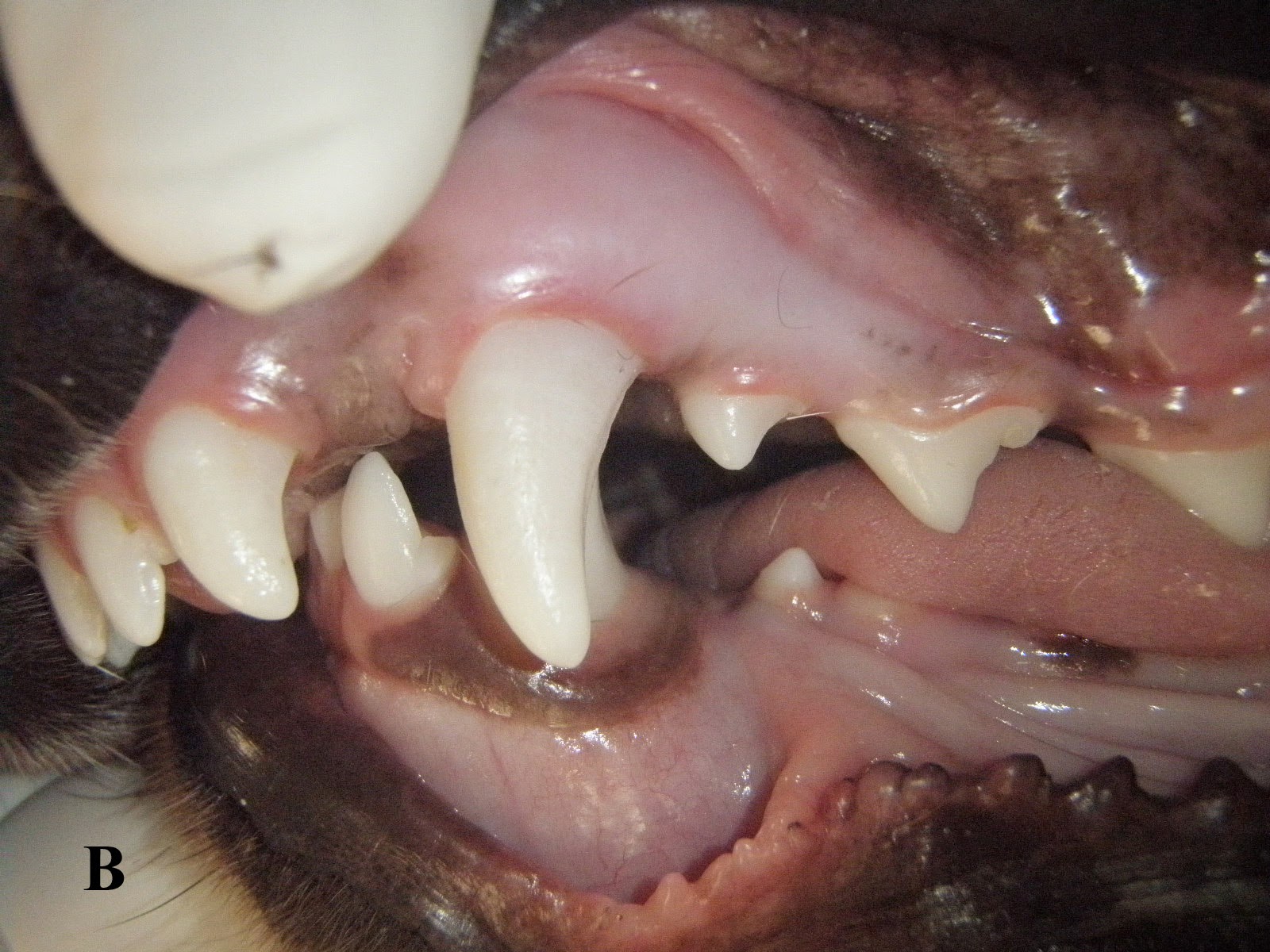 Dr. Baratt's Blog: Veterinary Orthodontics