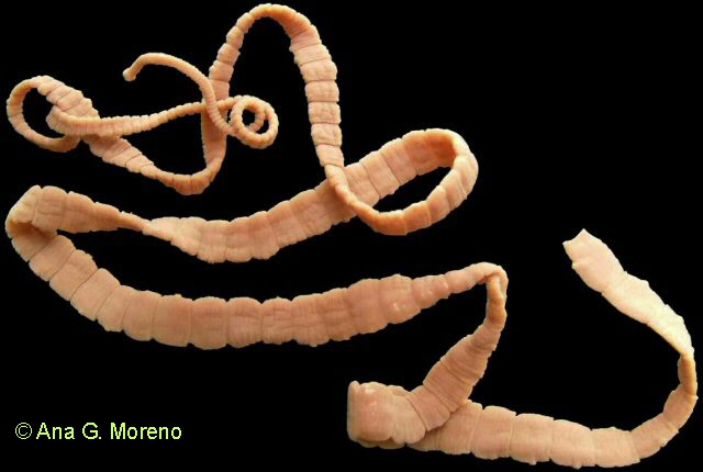 BIOLOGÍA Y GEOLOGÍA 1º ESO: 1º ESO: REINO METAZOOS PLATELMINTOS Y NEMATODOS