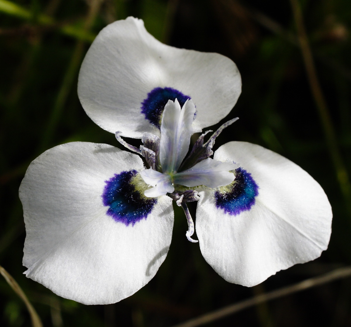 Growing Cool Plants: Moraea aristata