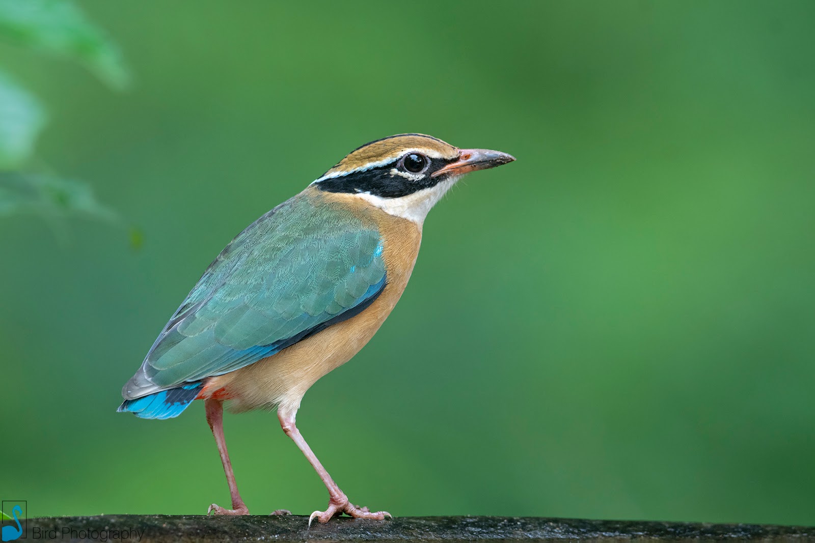 Birding in Thattekad Bird Sanctuary - Western Ghats ~ Happy's Click