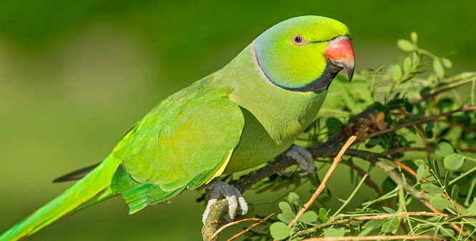 Parrot Biography all details of Parrot