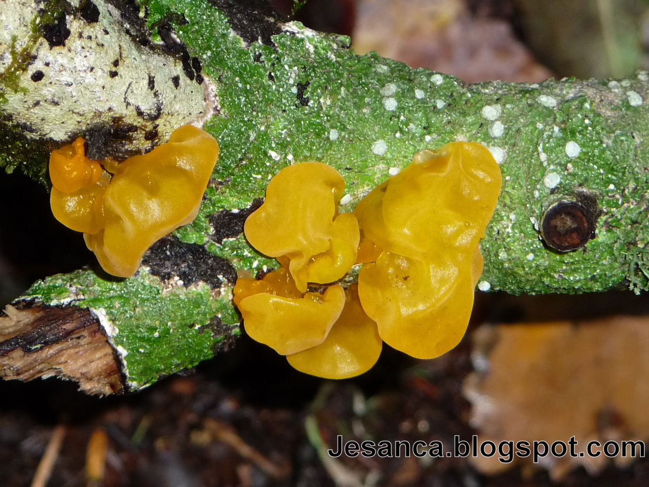 JESANCA: Tremella mesenterica y Tremella foliacea