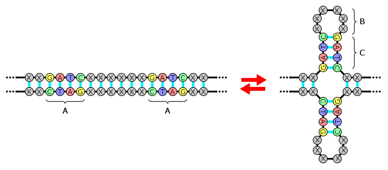 Write My Paper - how to write the complementary dna sequence - 2017/09/29