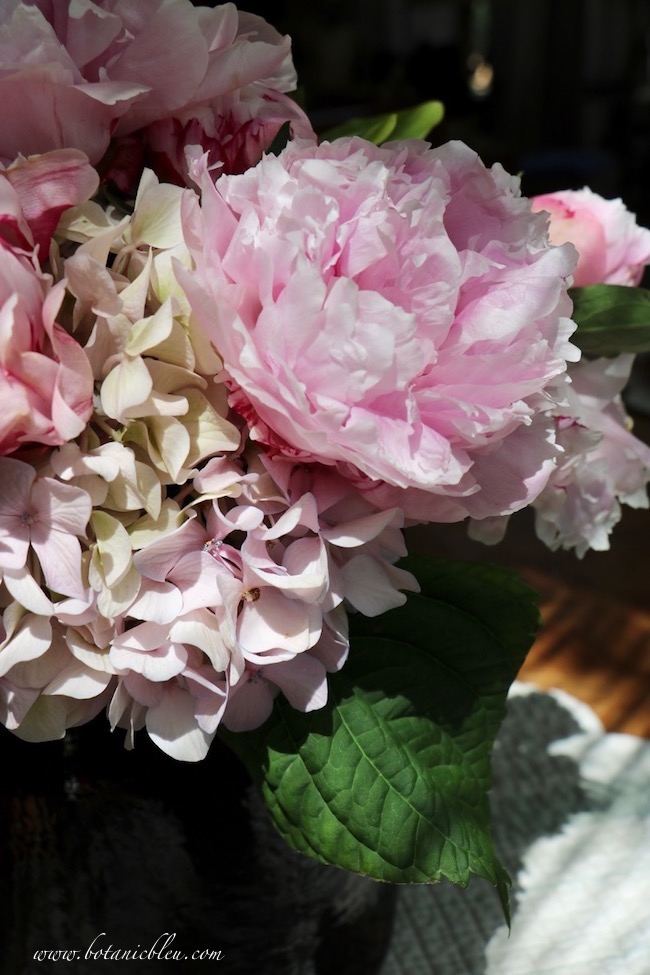 Botanic Bleu: Under the Peony Spell