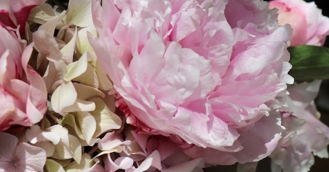 Botanic Bleu: Under the Peony Spell