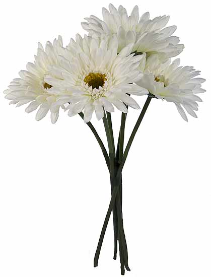 FLOWER SHOP: White gerbera daisy flowers.