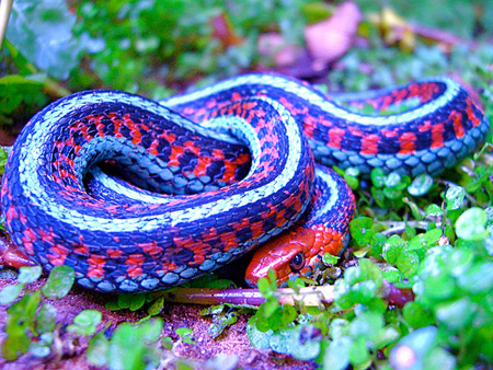 News Dumper: Most Amazing Snakes