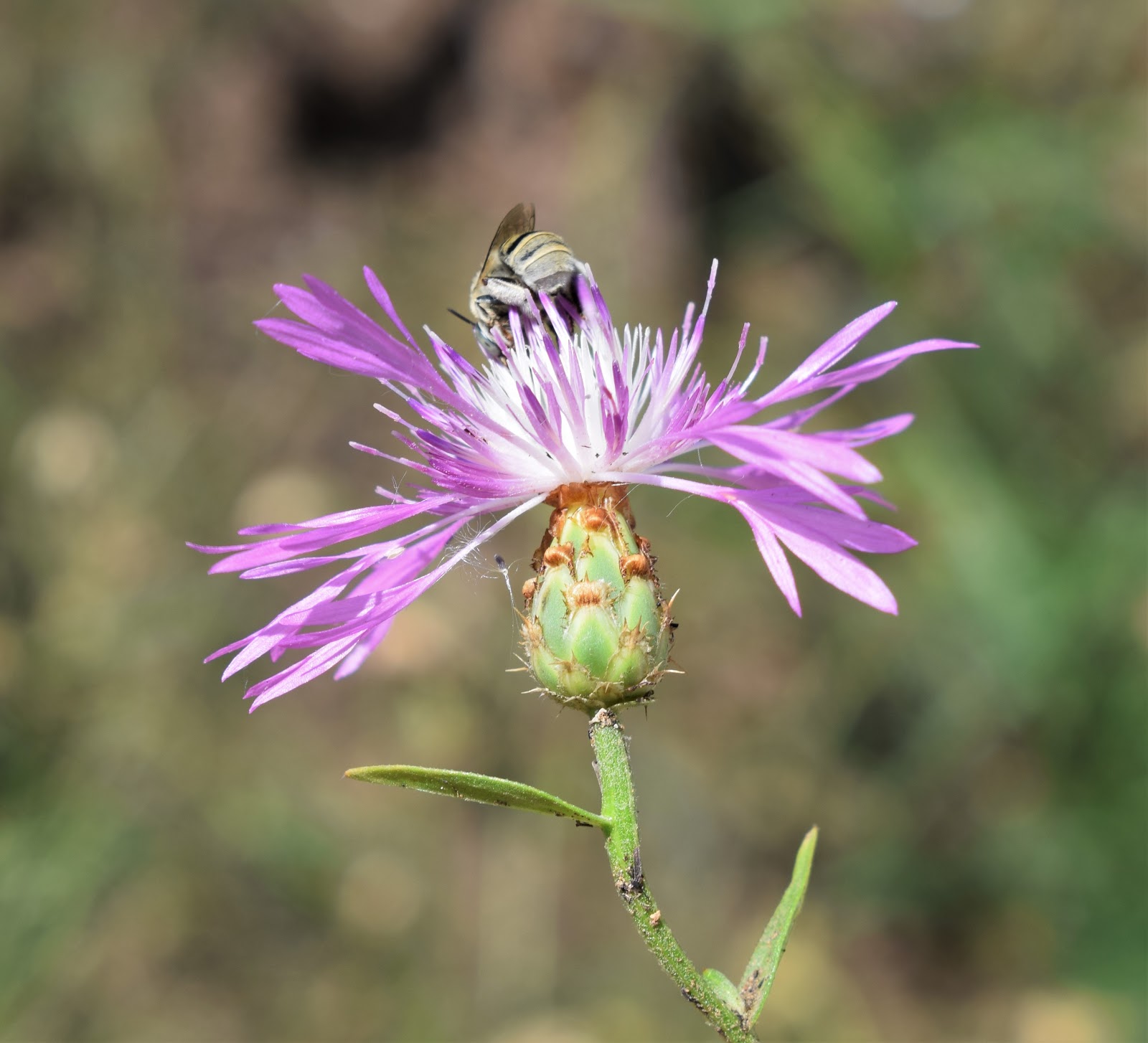 Plantas: Beleza e Diversidade: Centaurea diluta