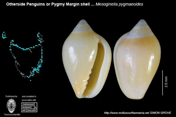 Lola Greeno's maireener workshop: The Shells