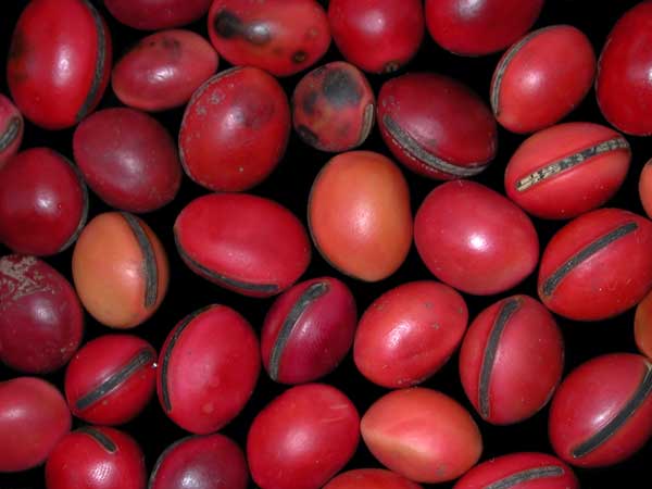 Ubuntu Artesanos (as) : Mato rojo: una de las semillas mas usadas