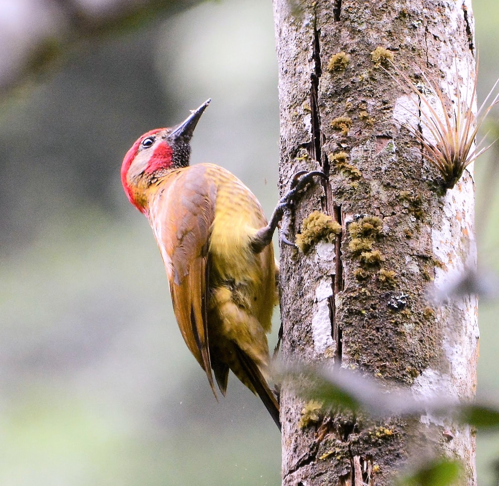 Woodpeckers of the World