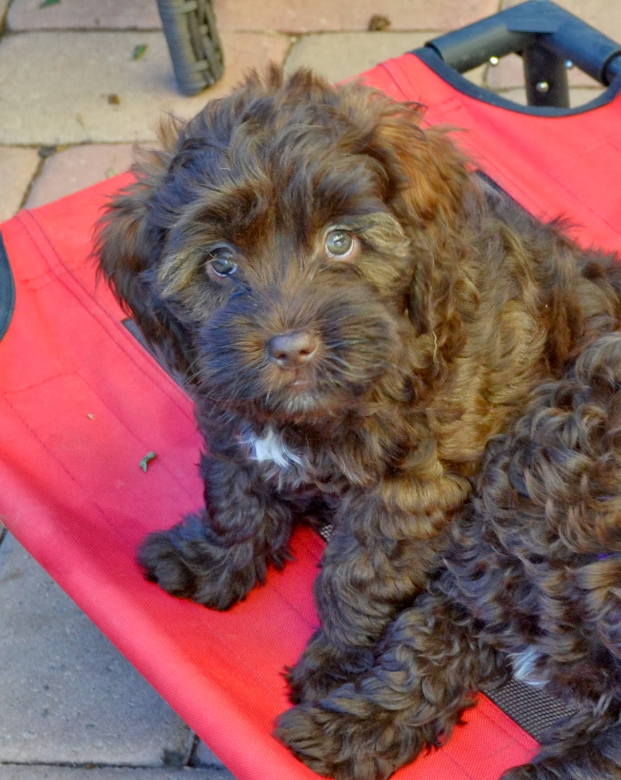 Golden Gate Labradoodles: Authentic Australian Labradoodles: A "Cocoa ...
