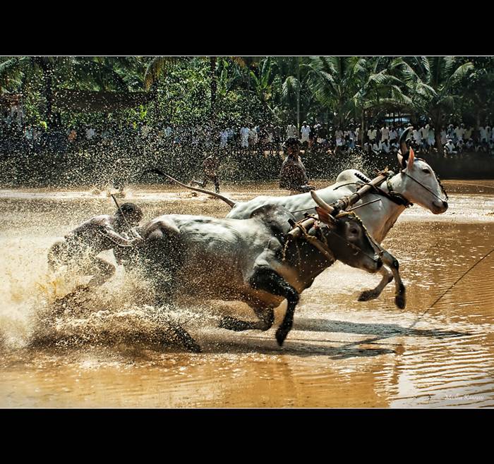 Festivals All Over The World: Maramadi – The Bull Race of Kerala