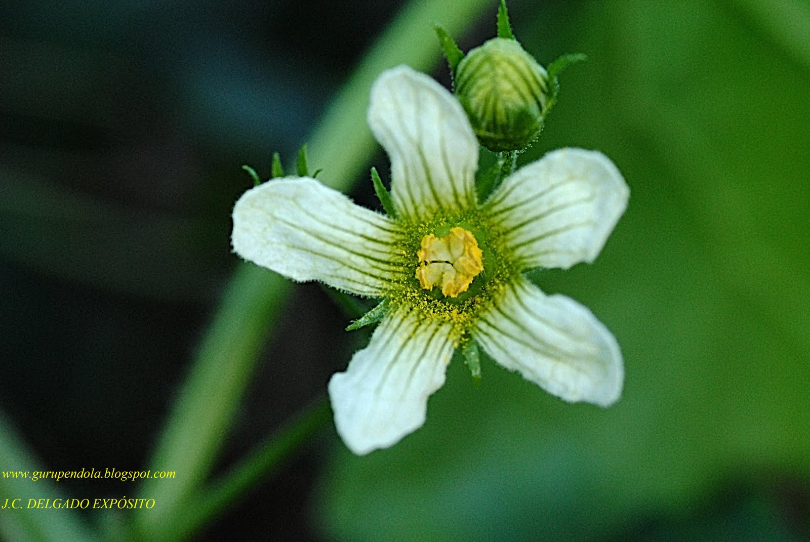 gurupendola: NUEZA BLANCA Bryonia dioica
