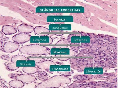 BiolOgía: GLÁNDULAS EXOCRINAS Y GLÁNDULAS ENDOCRINAS