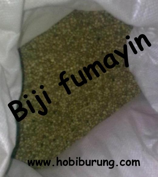 Apakah Biji Fumayin Itu - Jual Biji Fumayin Khusus Burung