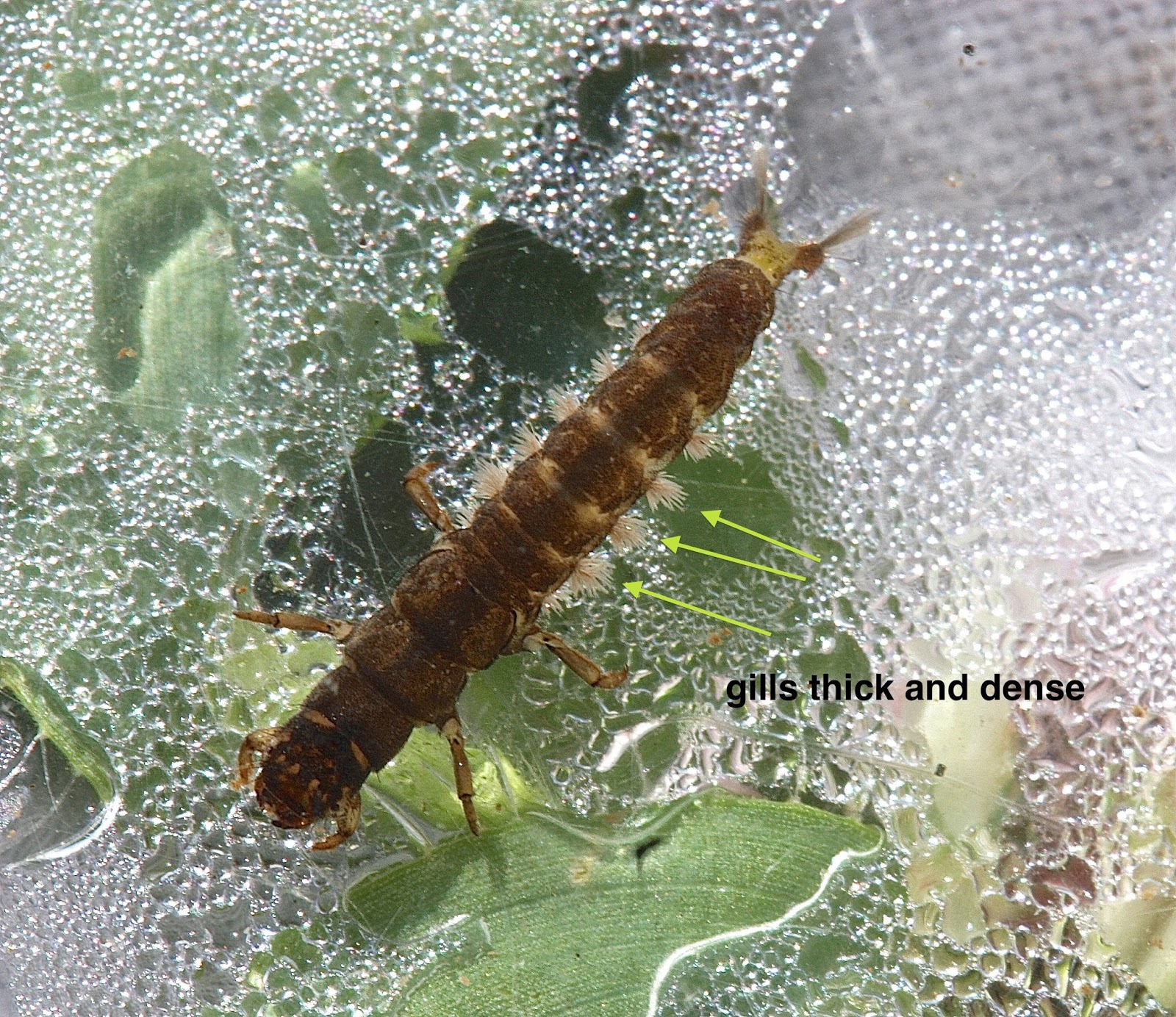 Aquatic Insects of Central Virginia: Summer insects at the Rivanna ...