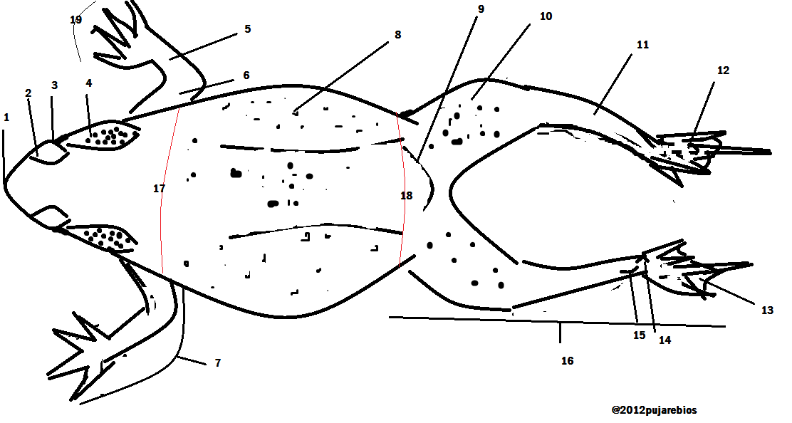 laporan shv(classis amphibia)Bufo