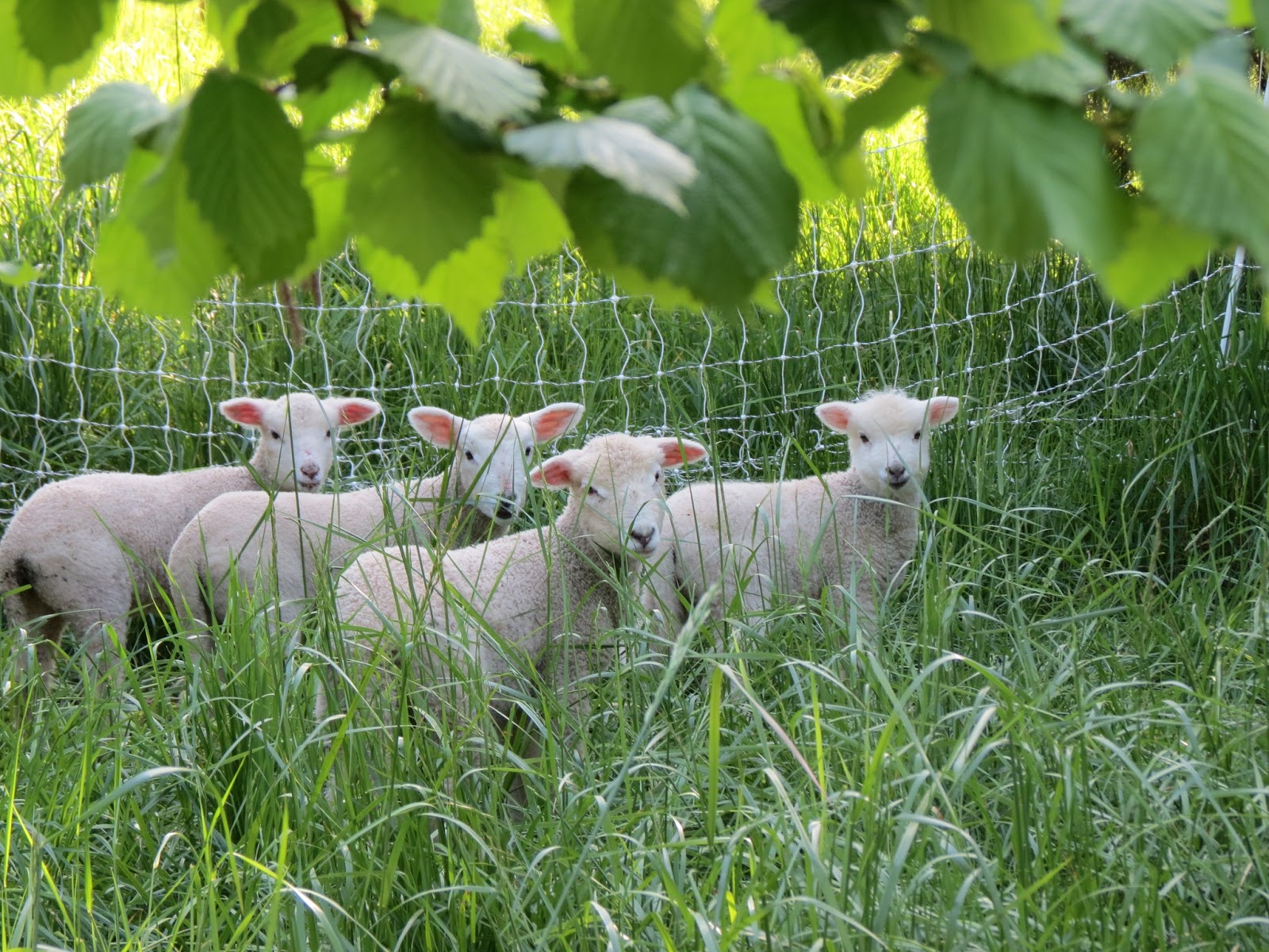 Deck Family Farm Blog: Spring Lambs