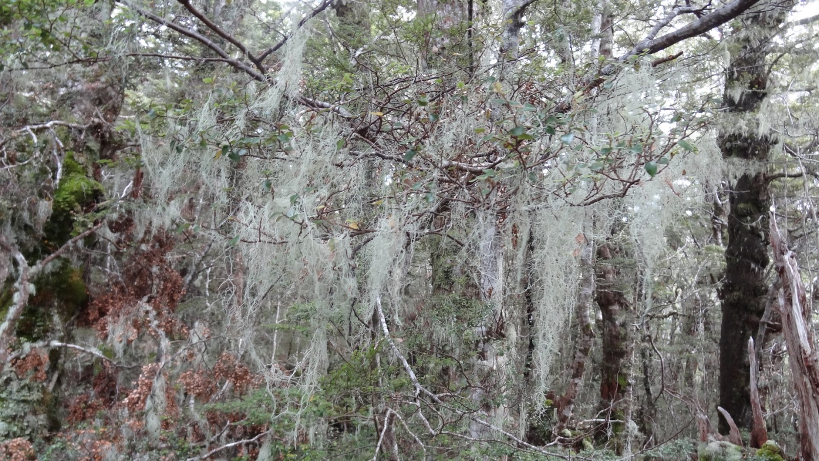 Back To Nature:: Kepler Track - NZ