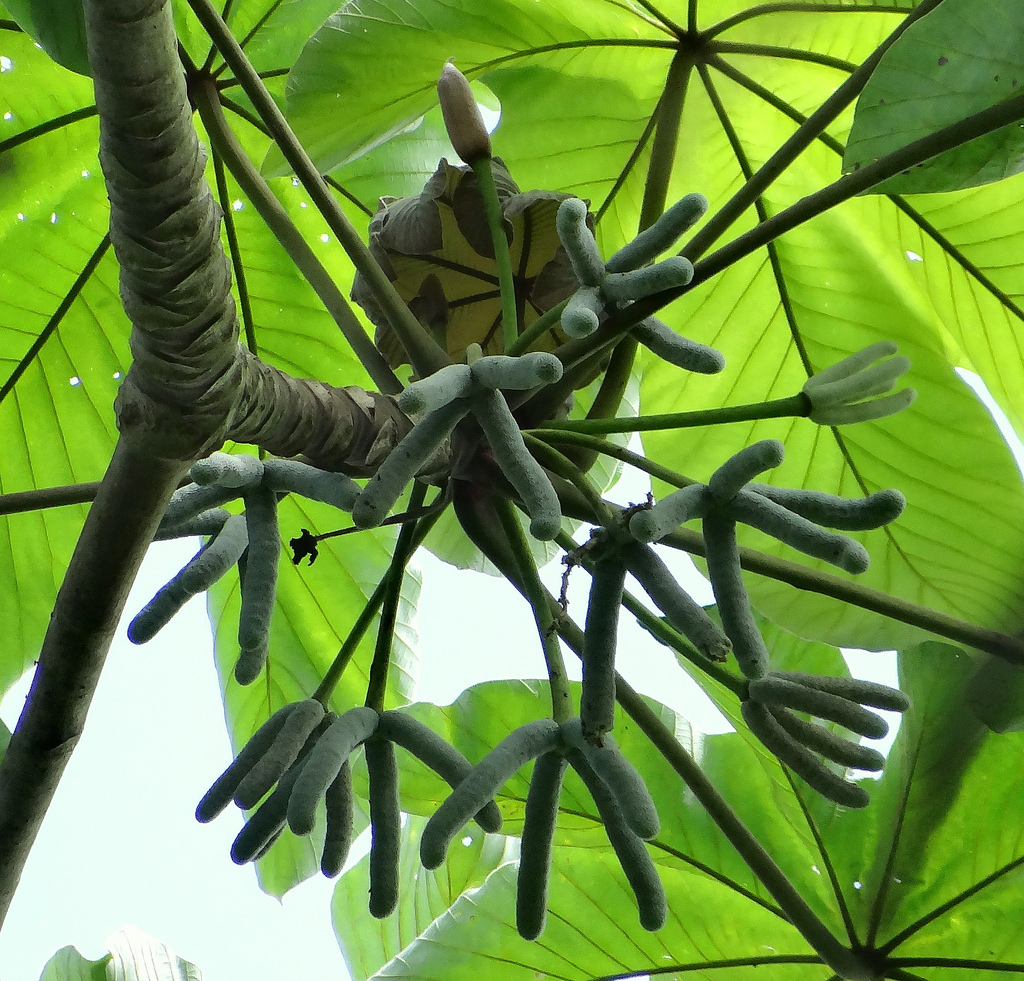 PLANTAS MEDICINALES: YAGRUMO (Cecropia sp. pl.) (Cecropia palmate Willd.)