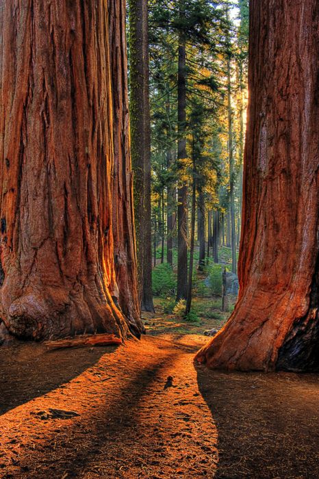 Pinoy Amerika: Giant Redwoods