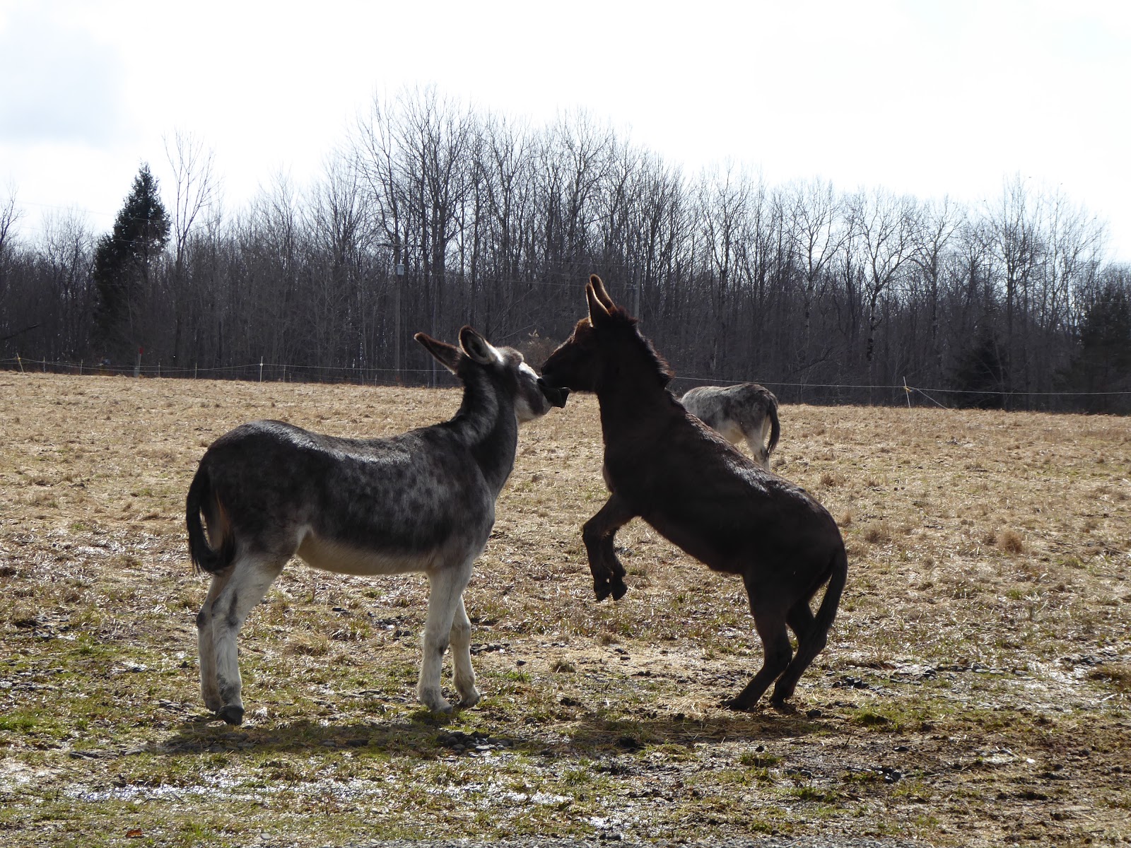 The Dancing Donkey: These Two!