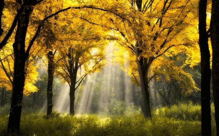 shahzaib Wallpepar 2011: Nachural Background 2011