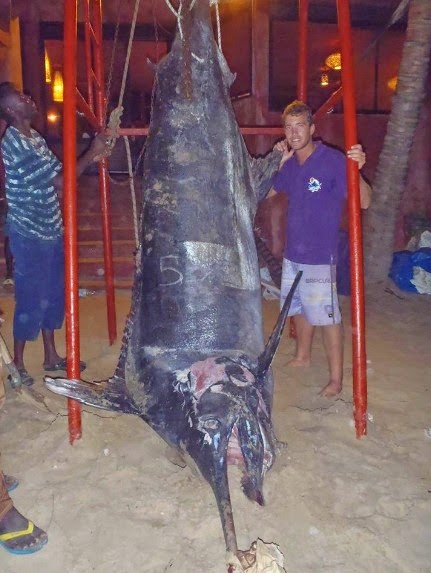 International Fishing News: SENEGAL: monster 1173 lb blue marlin caught
