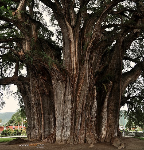 The biggest and oldest trees - Top and The Best