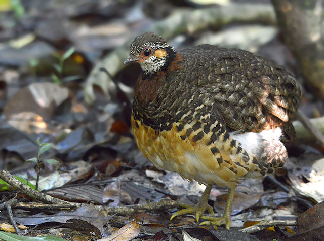 The Penang Birder: A partridge in a pear tree - Year 3