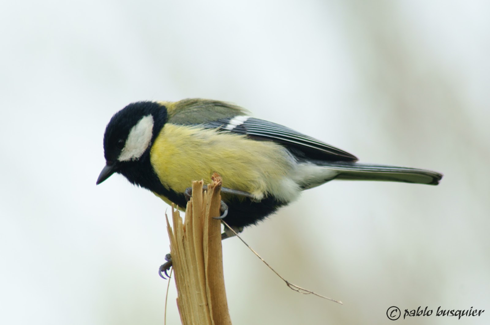 La evolución del gamusino: Aves paseriformes