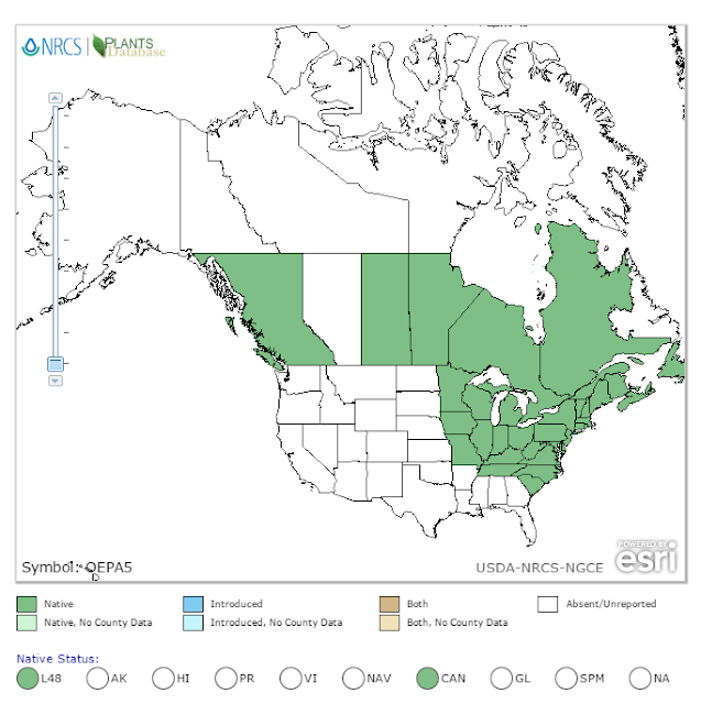 Earth and Space News: Northern Evening Primrose Oenothera parviflora ...