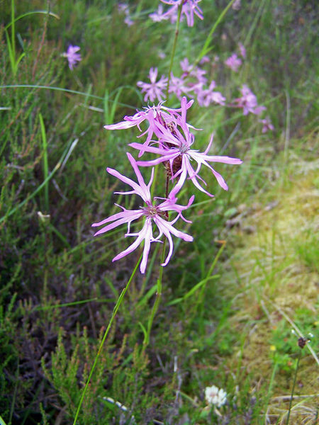 Plants, insects and animals: Ragged-robin
